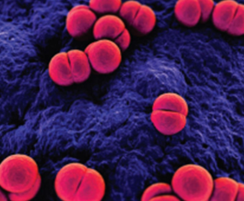 FDA Approves Menveo for Meningococcal Disease